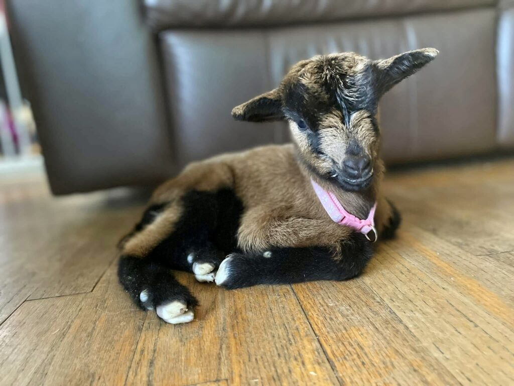From This Side of the Ring: Getting show goats ready after kidding ...